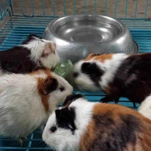 Gini Pig - SVG Pet Shop